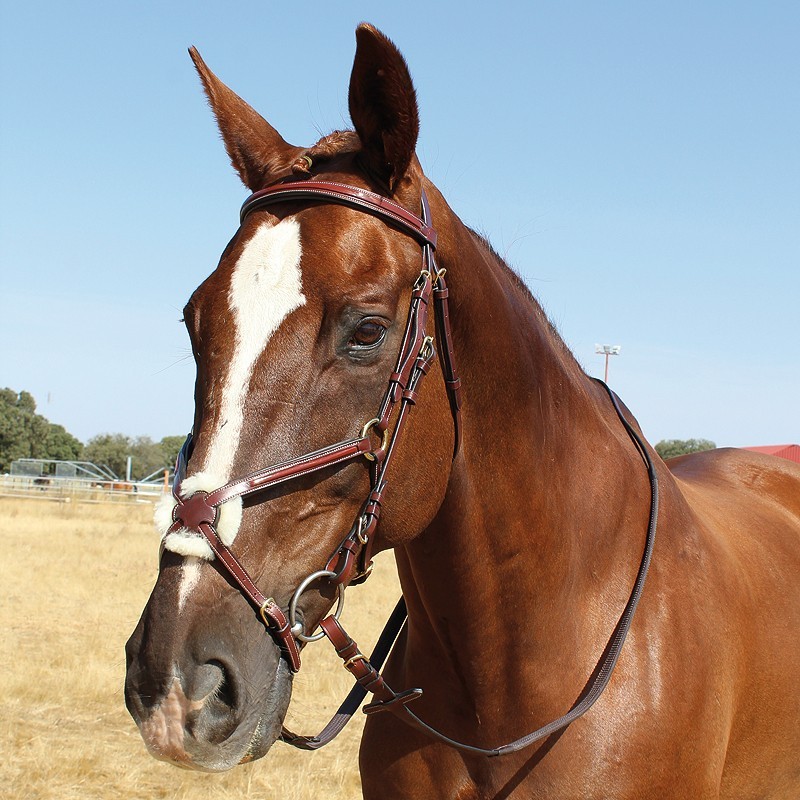 PADDED BRIDLE WITH PATTENT LEATHER DECORATED ON BROW BAND AND NOSE BAND ...
